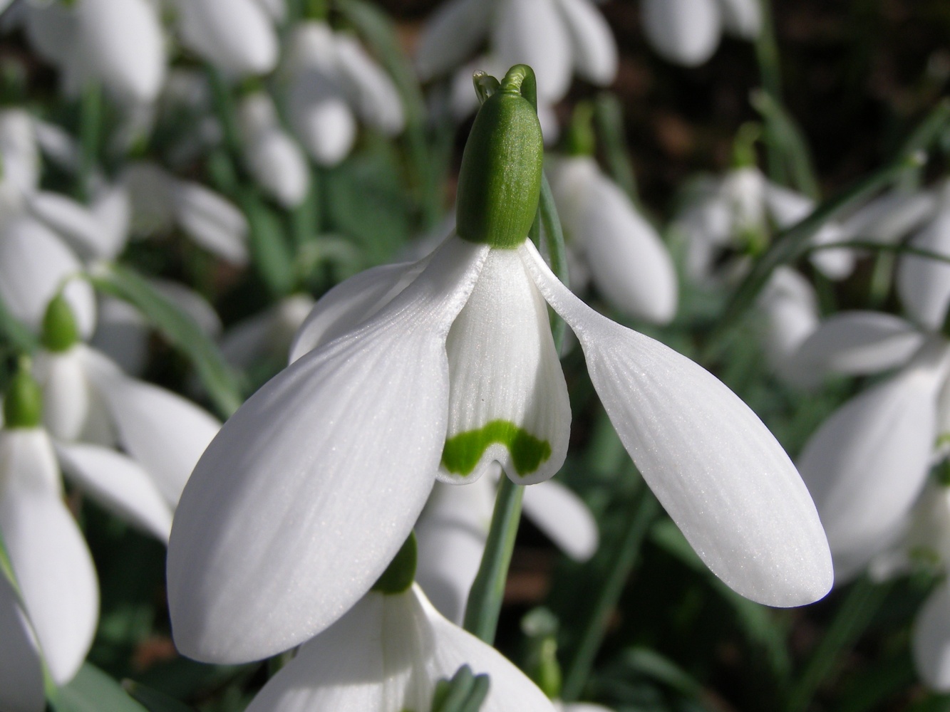 Galanthus 'Nothing Special' - monksilvernursery.co.uk